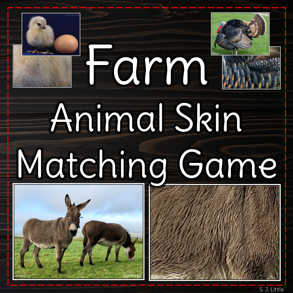Animal Skin Matching Game - Free printout
