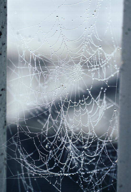Fog Illuminates the Spider Webs - Christian Blog Post