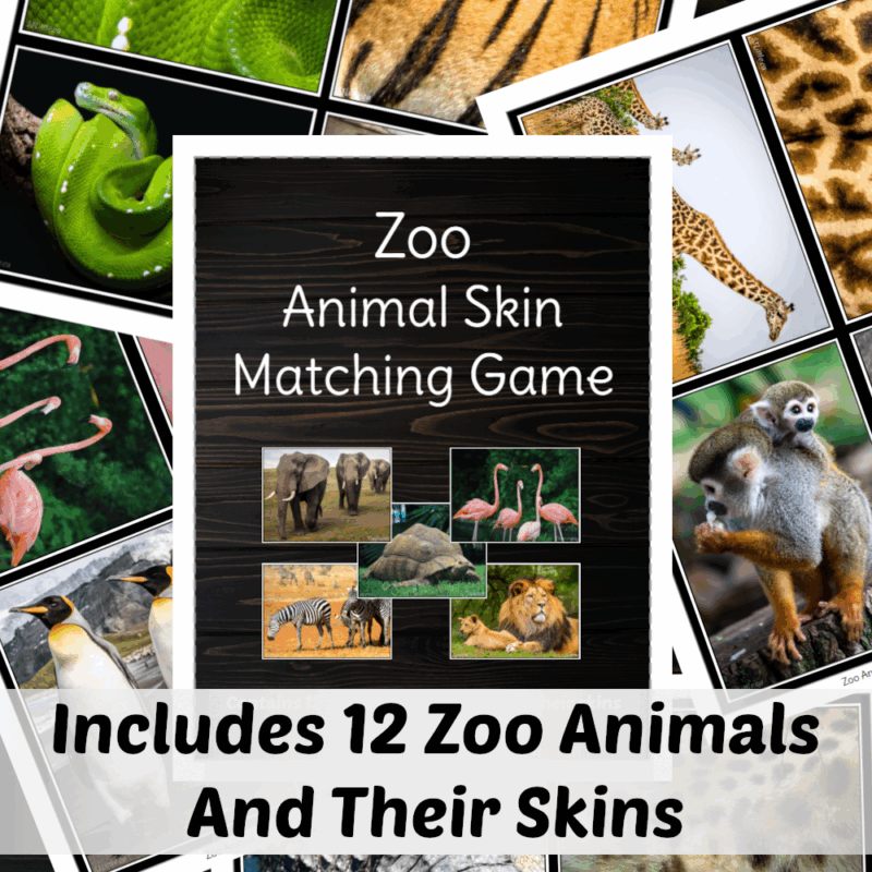 Animal Skin Matching Game - Free printout